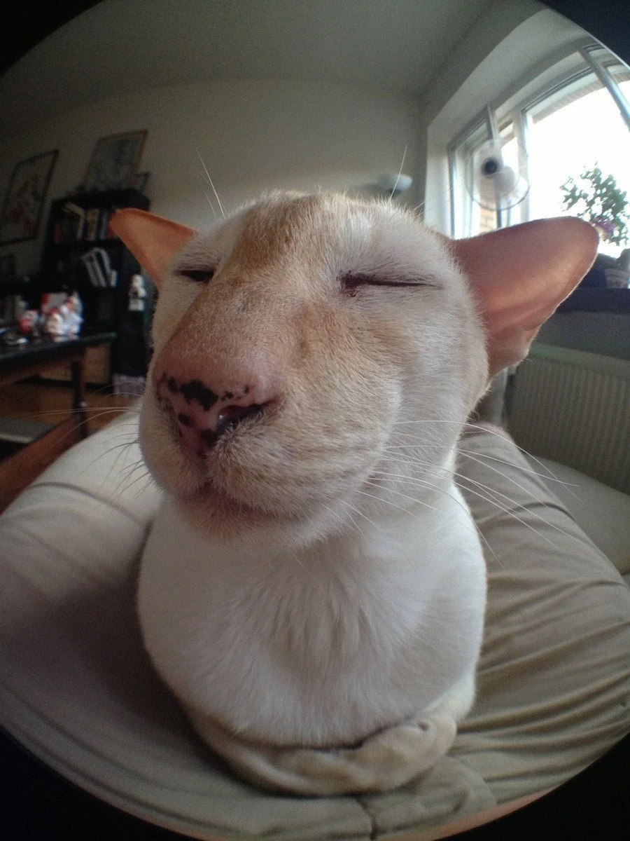 Gloop₃ | Floppapedia Revamped Wiki | Fandom