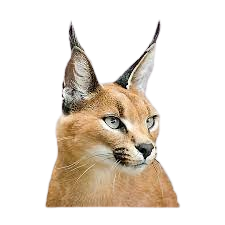 Floppa and Sogga Genocide | Floppapedia Revamped Wiki | Fandom