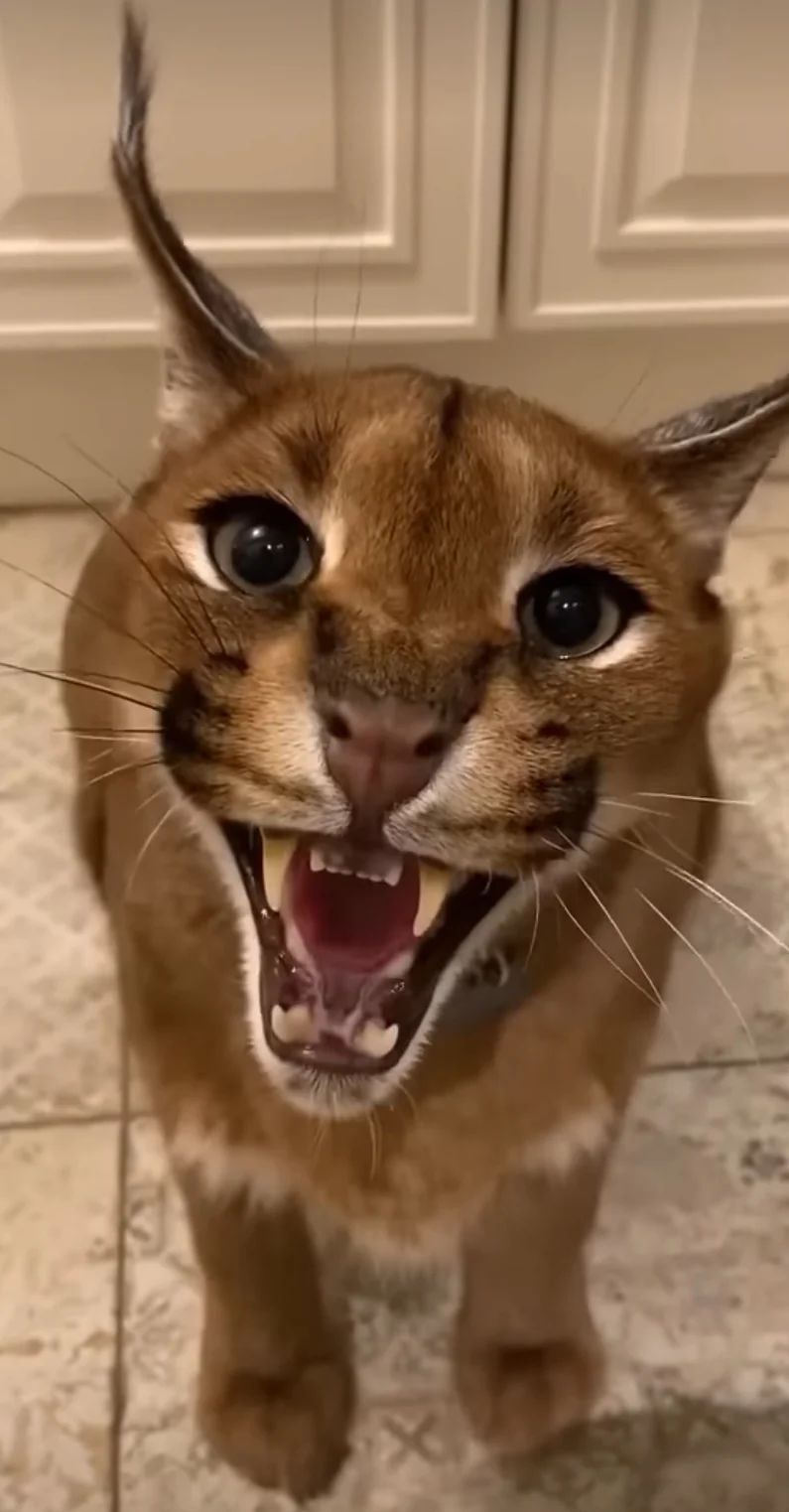 Banners | Floppapedia Revamped Wiki | Fandom