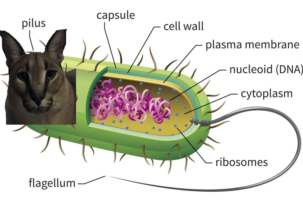 Flopkaryotes | Floppapedia Revamped Wiki | Fandom