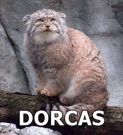 Dorcas | Floppapedia Revamped Wiki | Fandom