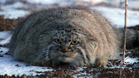 Fogga | Floppapedia Revamped Wiki | Fandom