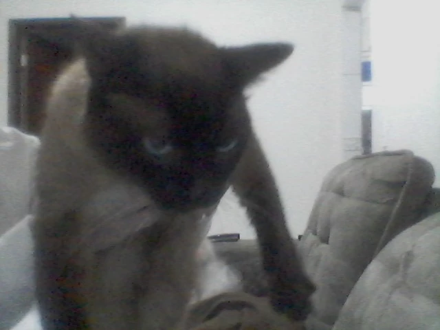 Goobas | Floppapedia Revamped Wiki | Fandom