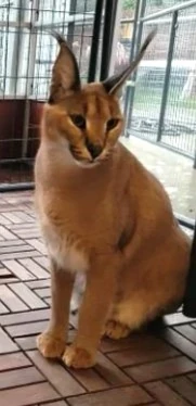 Paranoia Floppa | Floppapedia Revamped Wiki | Fandom