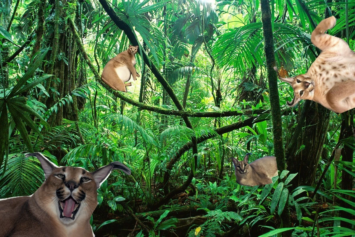 Floppa forest | Floppapedia Revamped Wiki | Fandom