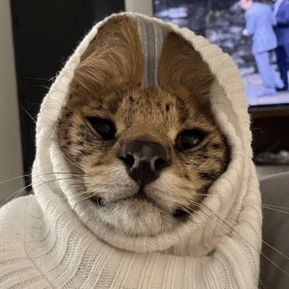 Zeus The Sogga | Floppapedia Revamped Wiki | Fandom