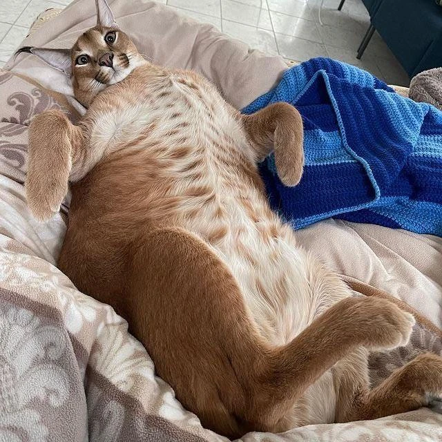 Couch Floppa (Cuddle Floppa) | Floppapedia Revamped Wiki | Fandom