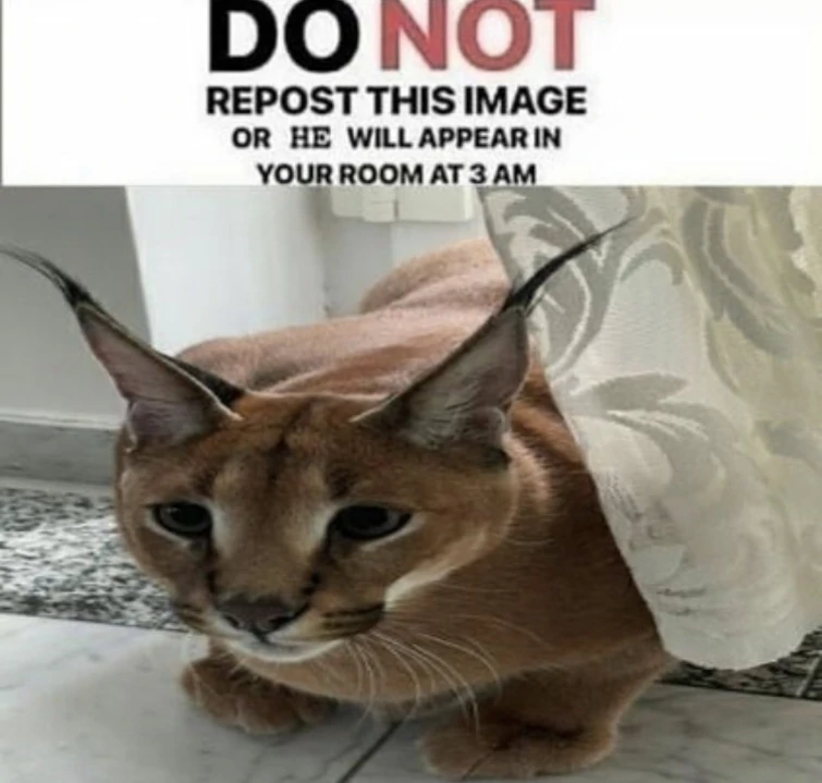 Bed Flopper | Floppapedia Revamped Wiki | Fandom