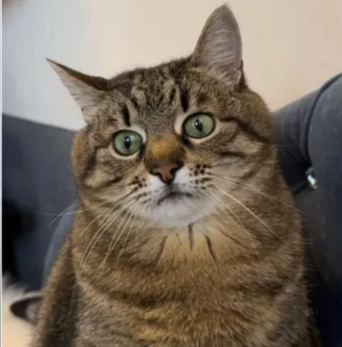 Shafa | Floppapedia Revamped Wiki | Fandom