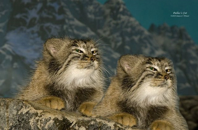 Buggir and Bulgir | Floppapedia Revamped Wiki | Fandom