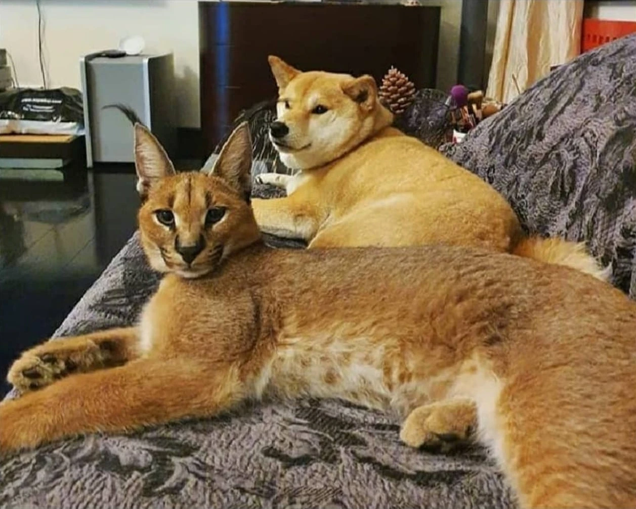 Discuss Everything About Floppapedia Revamped Wiki | Fandom