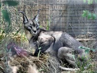 Black Floppa | Floppapedia Revamped Wiki | Fandom