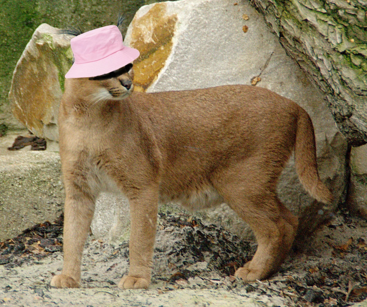 Oleh Flopsuk | Floppapedia Revamped Wiki | Fandom