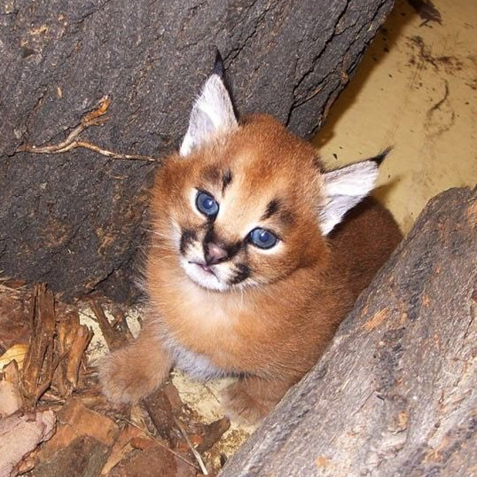 Lil Floppa | Floppapedia Revamped Wiki | Fandom