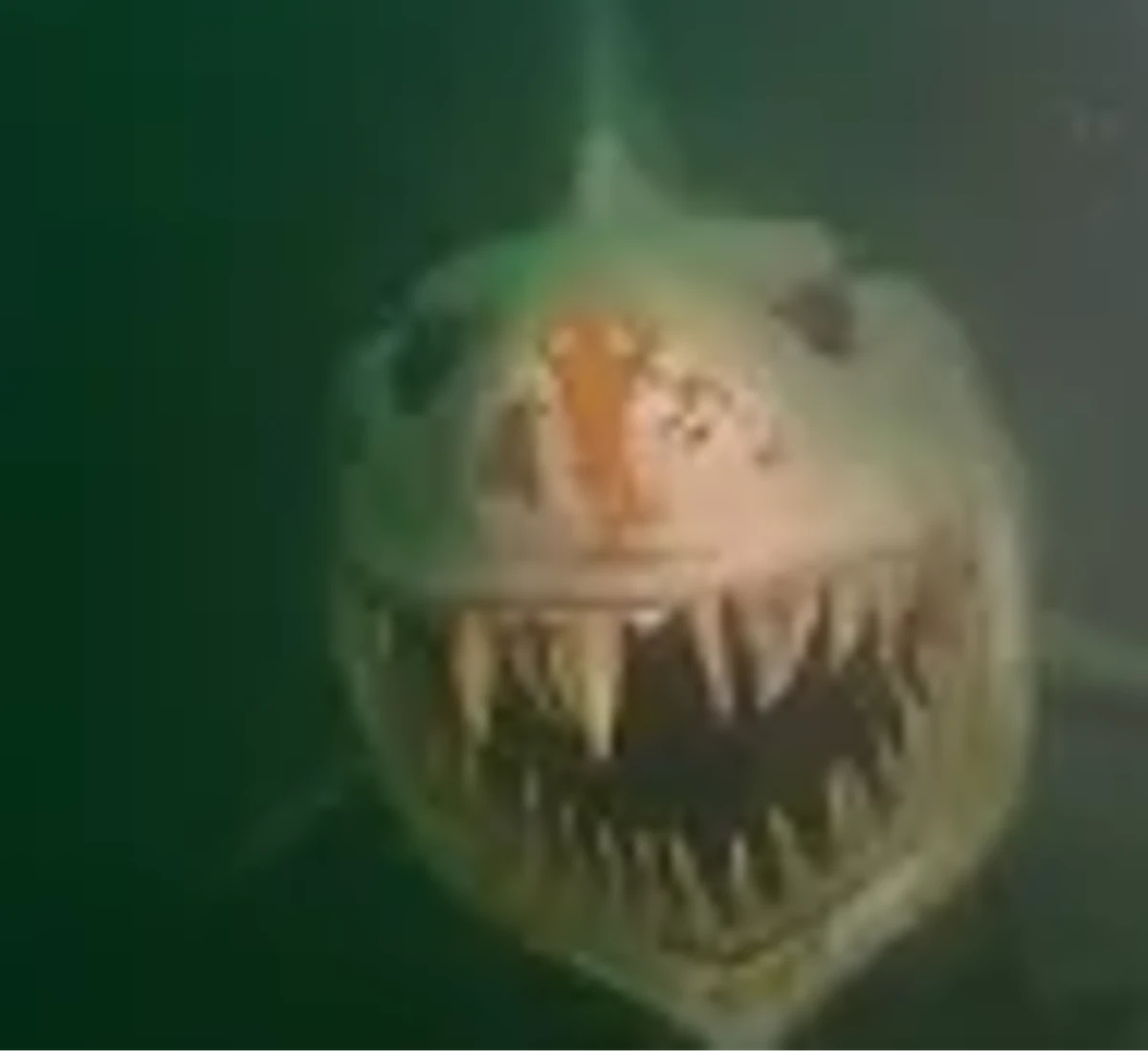 Gerald | Floppapedia Revamped Wiki | Fandom