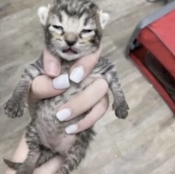 High Cat | Floppapedia Revamped Wiki | Fandom