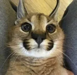 Glimpy | Floppapedia Revamped Wiki | Fandom