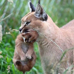 Moncha | Floppapedia Revamped Wiki | Fandom