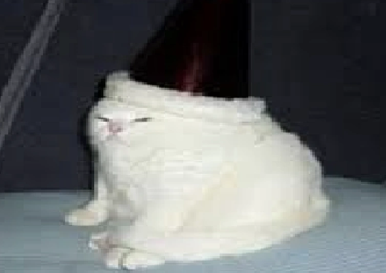 Mr Gloppity Gloop | Floppapedia Revamped Wiki | Fandom