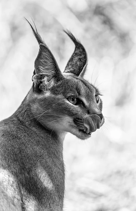 Musician Floppa | Floppapedia Revamped Wiki | Fandom