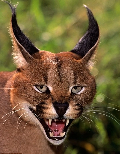 Unnerving floppa syndrome | Floppapedia Revamped Wiki | Fandom