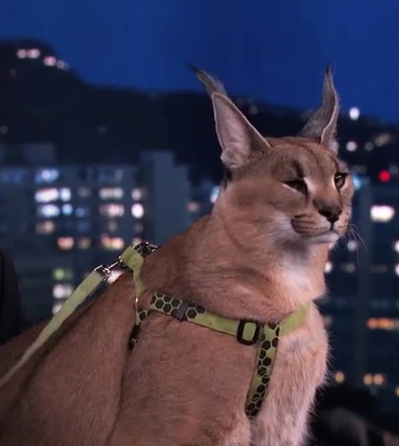 Jimmy Kimmel Live!: Floppa | Floppapedia Revamped Wiki | Fandom