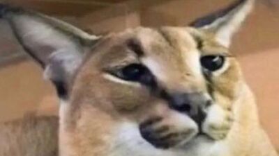 Discuss Everything About Floppapedia Revamped Wiki | Fandom