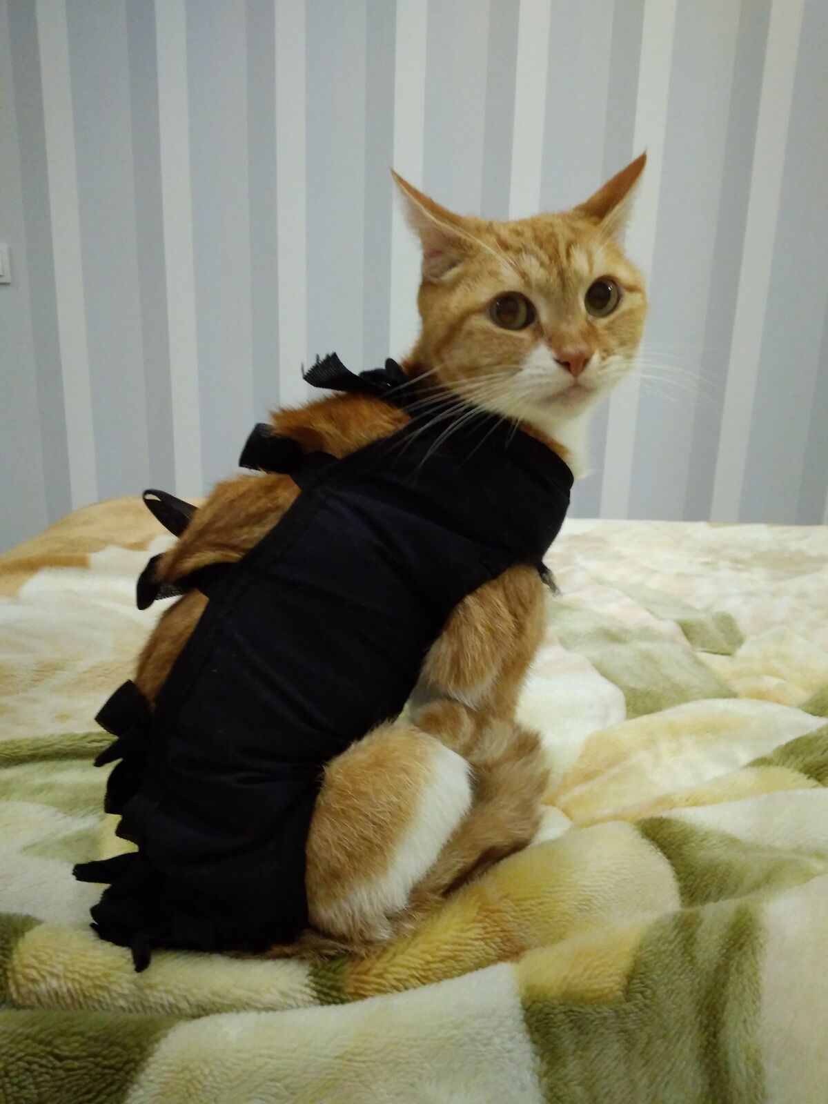 Ryzhovna | Floppapedia Revamped Wiki | Fandom