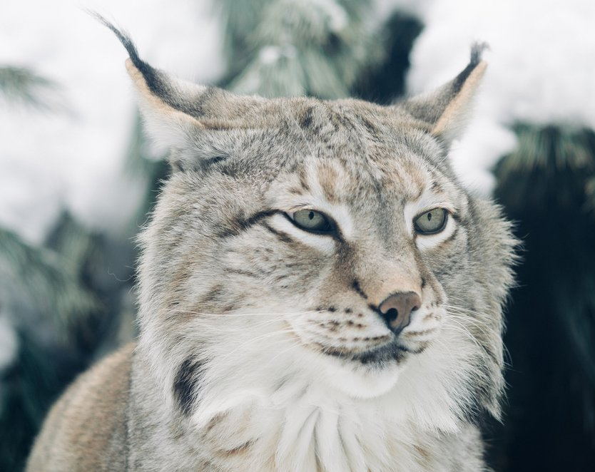 Gargantious Floppa | Floppapedia Revamped Wiki | Fandom