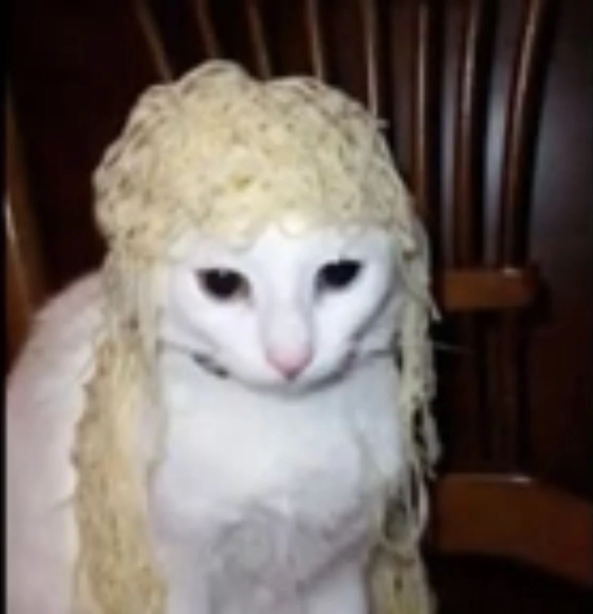 Da-eun Boogles | Floppapedia Revamped Wiki | Fandom