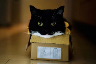 Uni | Floppapedia Revamped Wiki | Fandom