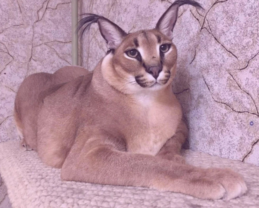 Thicc Floppa | Floppapedia Revamped Wiki | Fandom