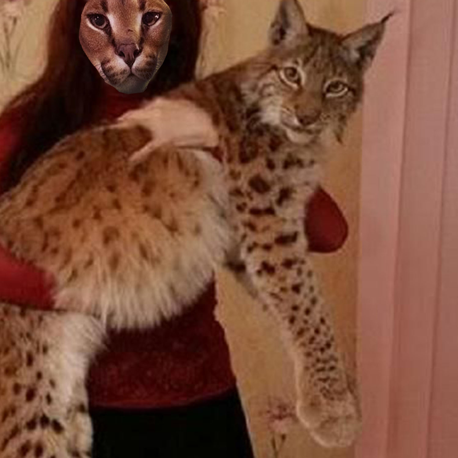 Discuss Everything About Floppapedia Revamped Wiki | Fandom