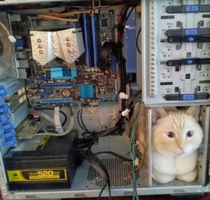 Fluffy Disk | Floppapedia Revamped Wiki | Fandom