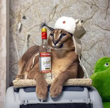 Artem Kuznetsov | Floppapedia Revamped Wiki | Fandom