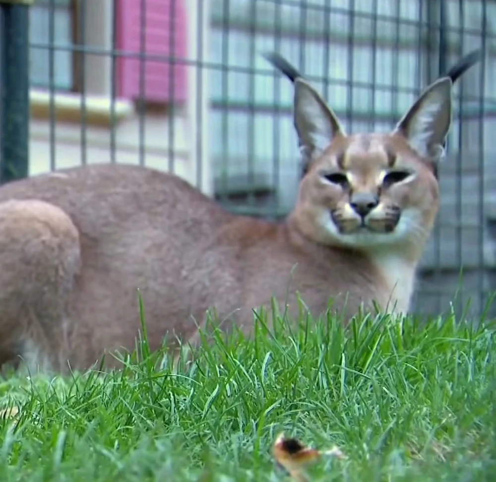 Goober | Floppapedia Revamped Wiki | Fandom