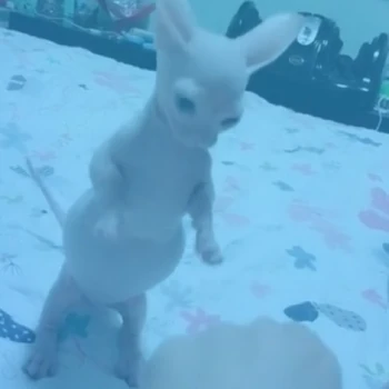 Crip Bingus | Floppapedia Revamped Wiki | Fandom