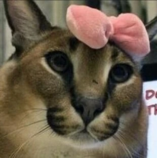 Floppette | Floppapedia Revamped Wiki | Fandom