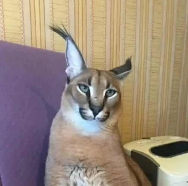 Skertle Mcflop | Floppapedia Revamped Wiki | Fandom