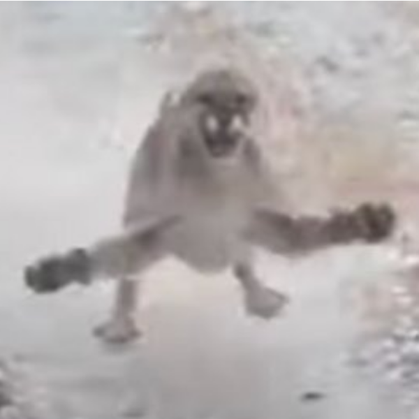 The Mt. Googas Monster | Floppapedia Revamped Wiki | Fandom