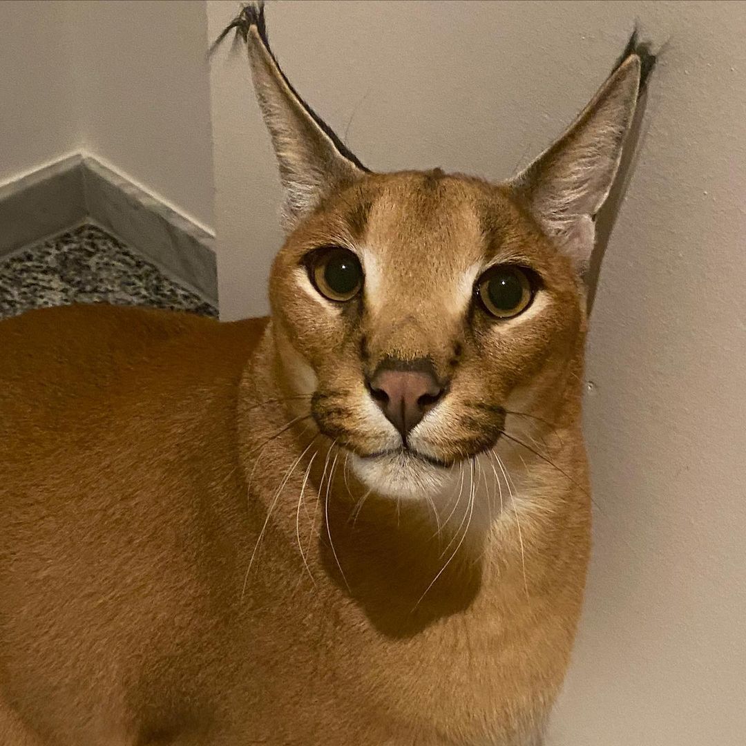 North Dakota Floppa | Floppapedia Revamped Wiki | Fandom