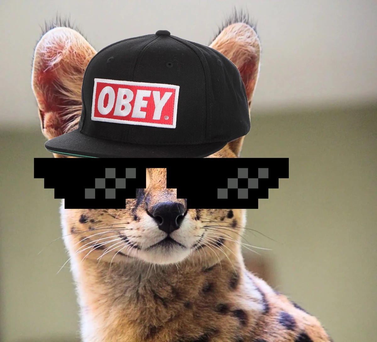 Chad | Floppapedia Revamped Wiki | Fandom