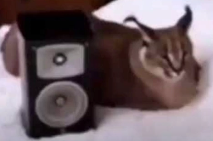 Floppa jammin | Floppapedia Revamped Wiki | Fandom