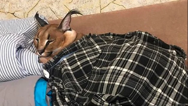 Sleepy Floppa | Floppapedia Revamped Wiki | Fandom