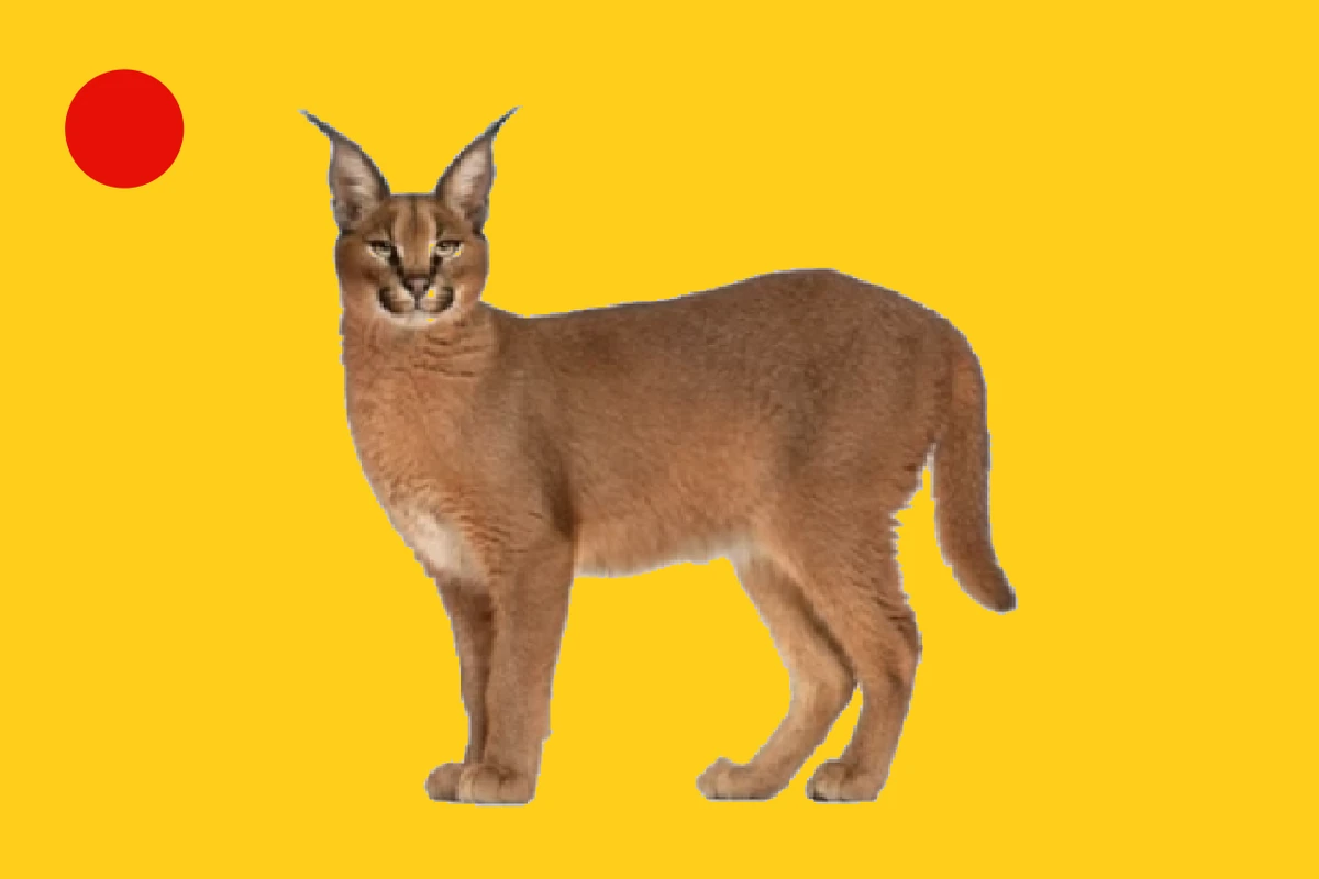 Fing Dynasty | Floppapedia Revamped Wiki | Fandom