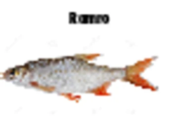 Ramro | Floppapedia Revamped Wiki | Fandom