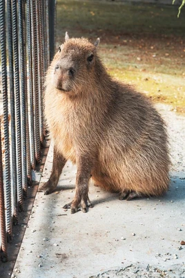 Capybara | Flop Wiki | Fandom
