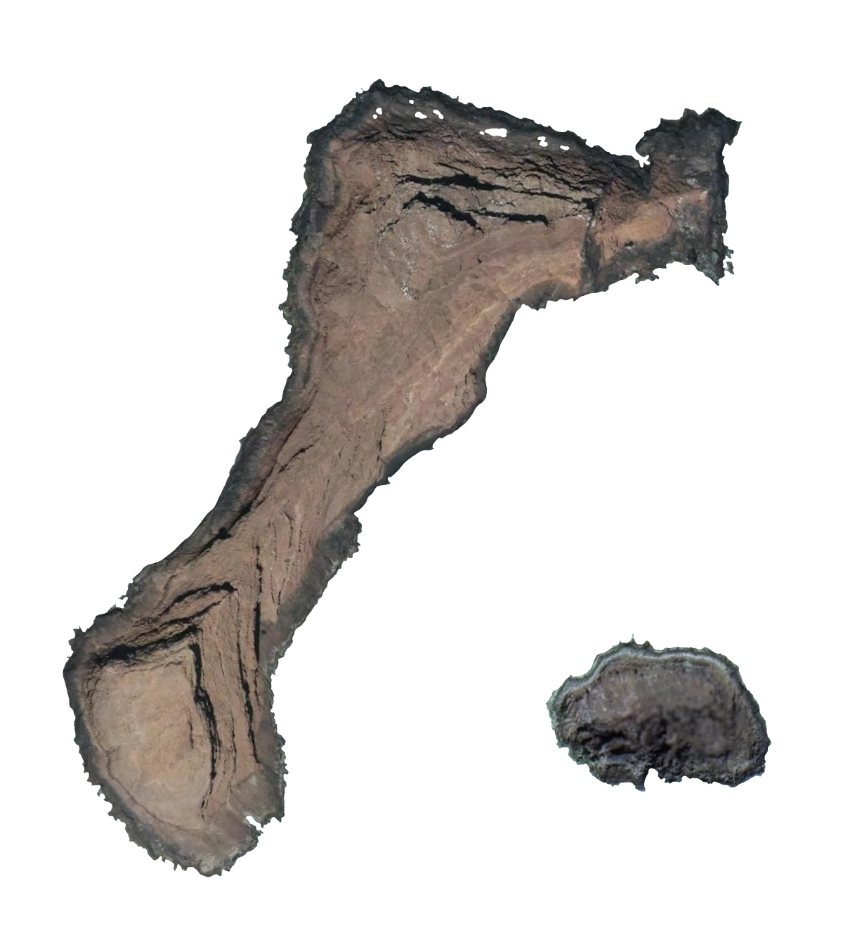 Khøre Rocks | Floptok Wiki | Fandom