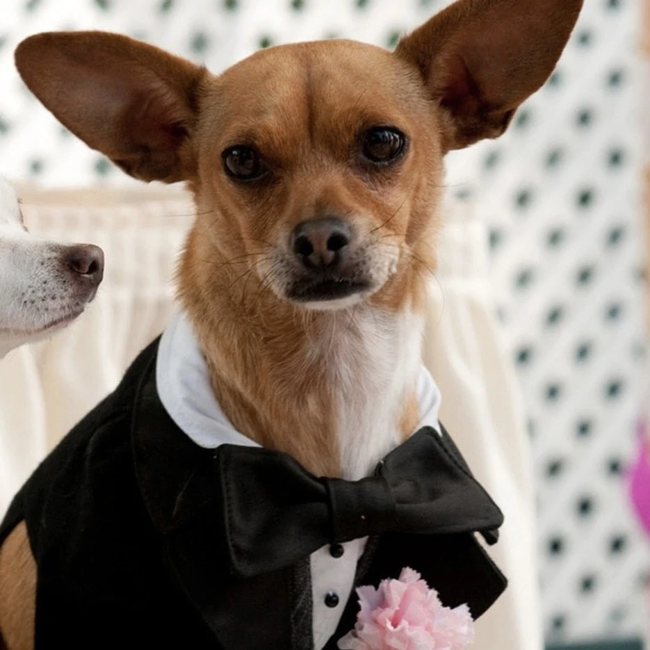 Papi | Floptok Wiki | Fandom