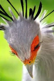 Secretarybird | Floptok Wiki | Fandom